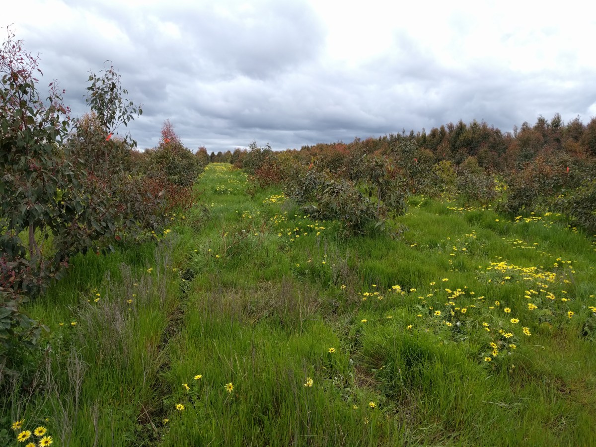 Projects – Collin Ahrens